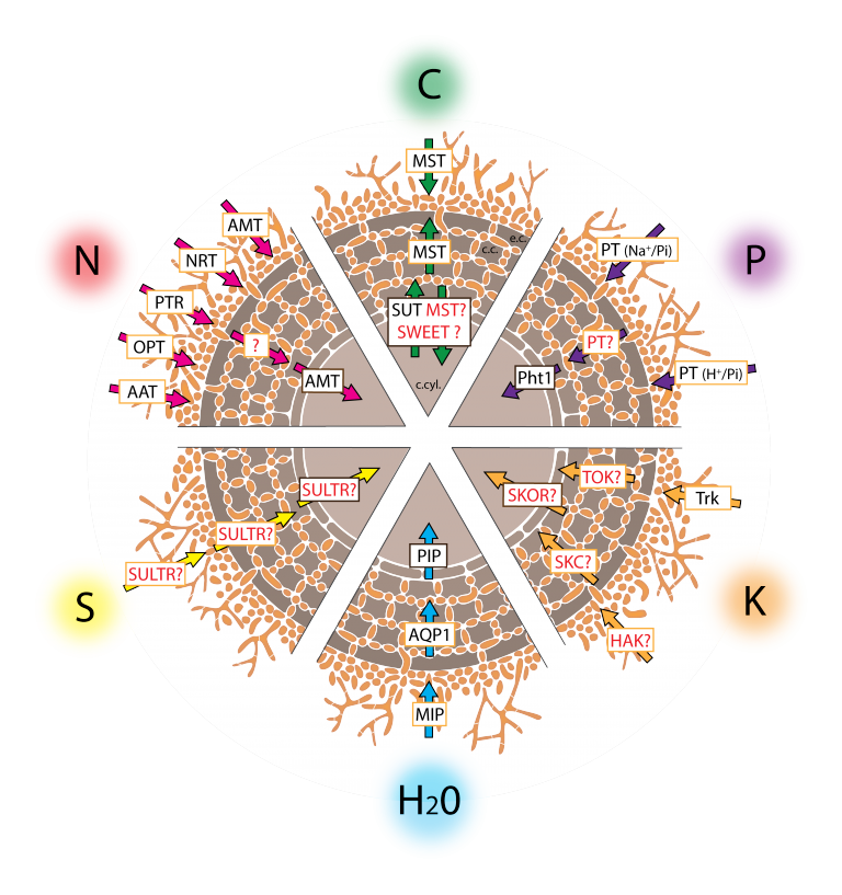 Figure ECM – V1 – Garcia Lab